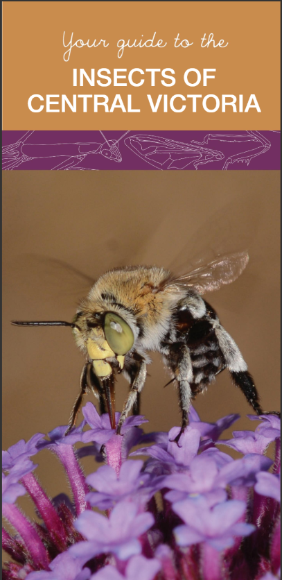 The Pollinator Project | Woodend Landcare